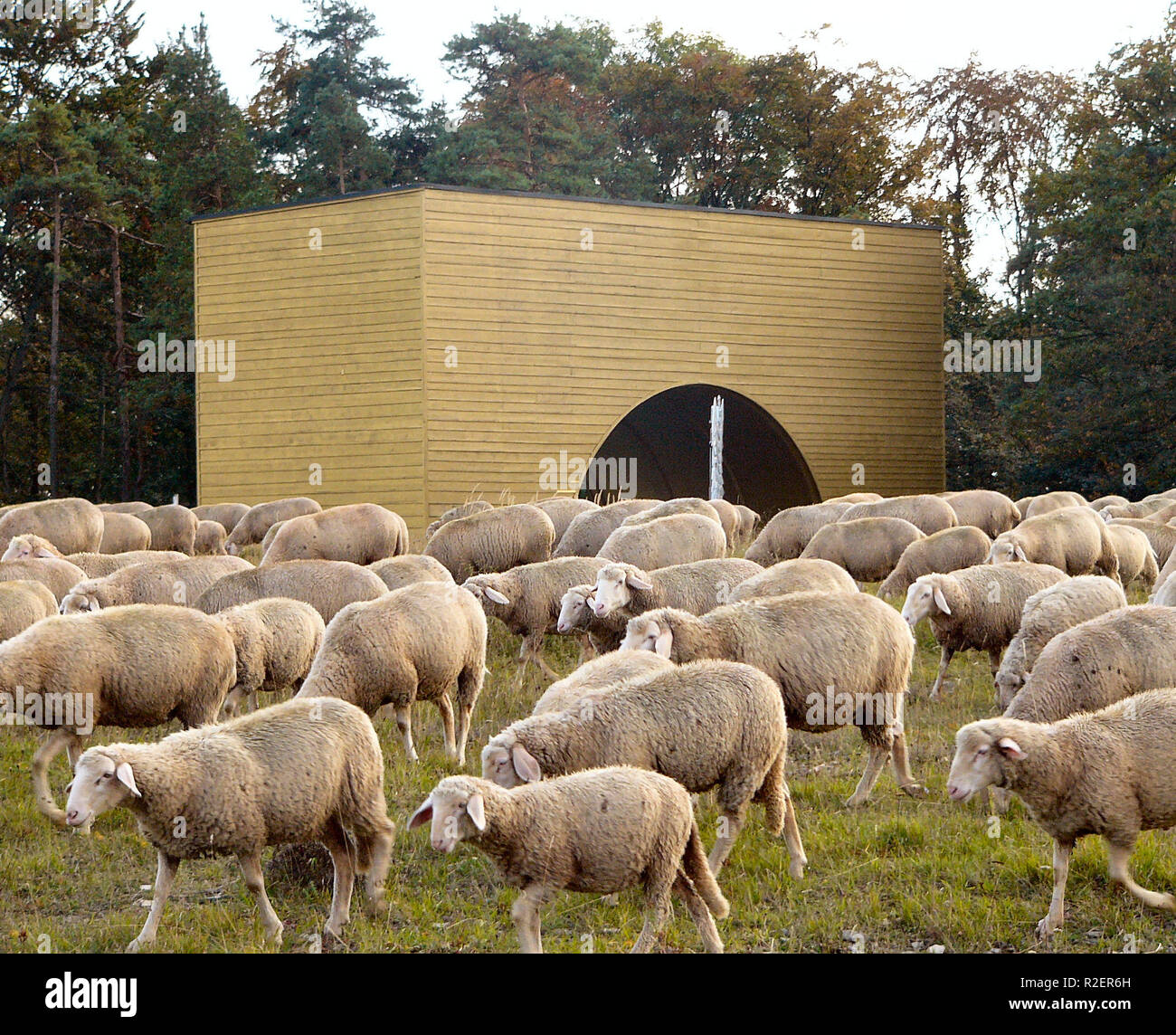 Sheep crossing bridge hi-res stock photography and images - Alamy