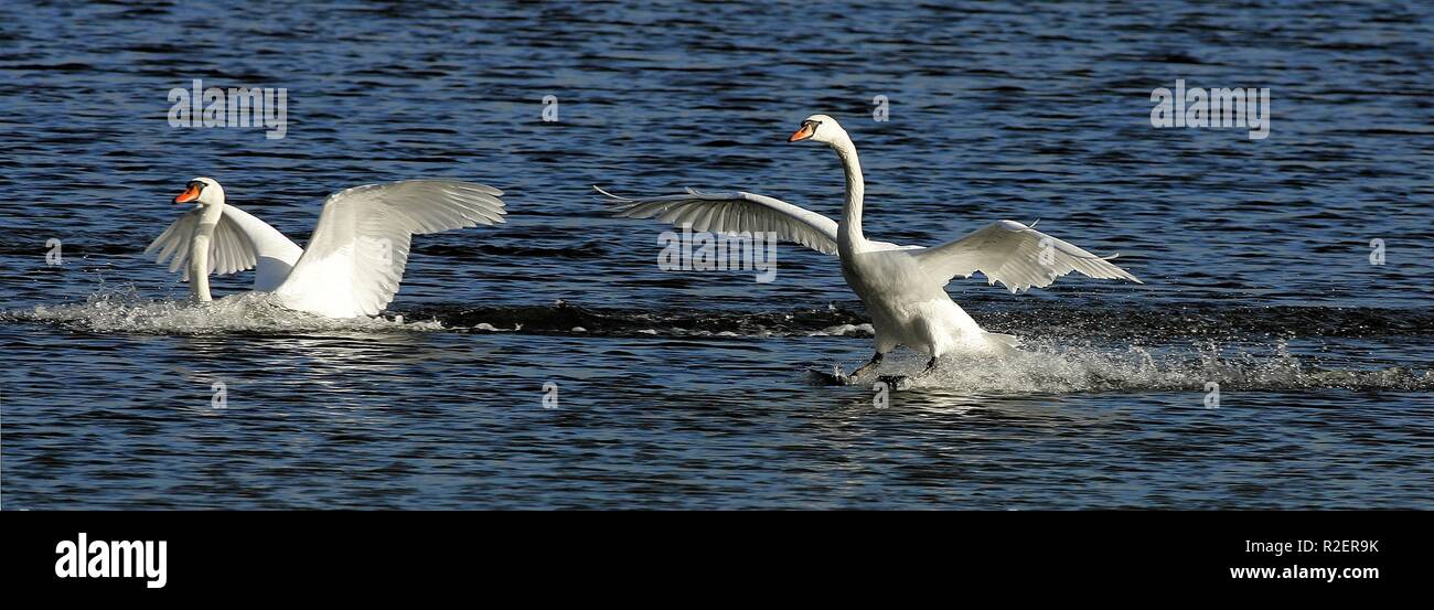 Landed bird lake hi-res stock photography and images - Alamy