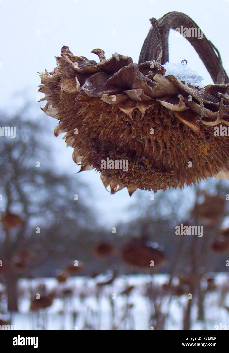 Decayed sunflower hi-res stock photography and images - Alamy