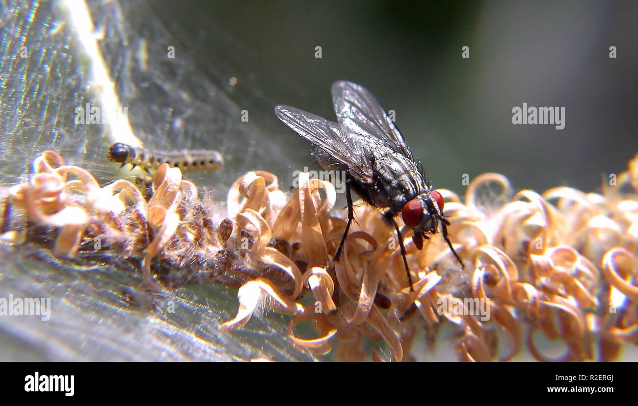 Hum of insects hi-res stock photography and images - Alamy