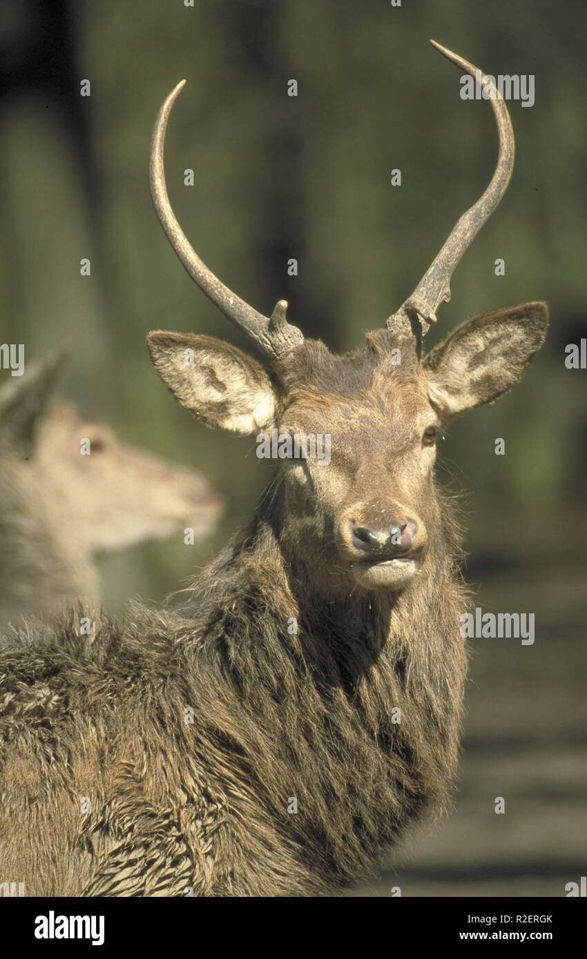 mr. and mrs. hirsch Stock Photo - Alamy