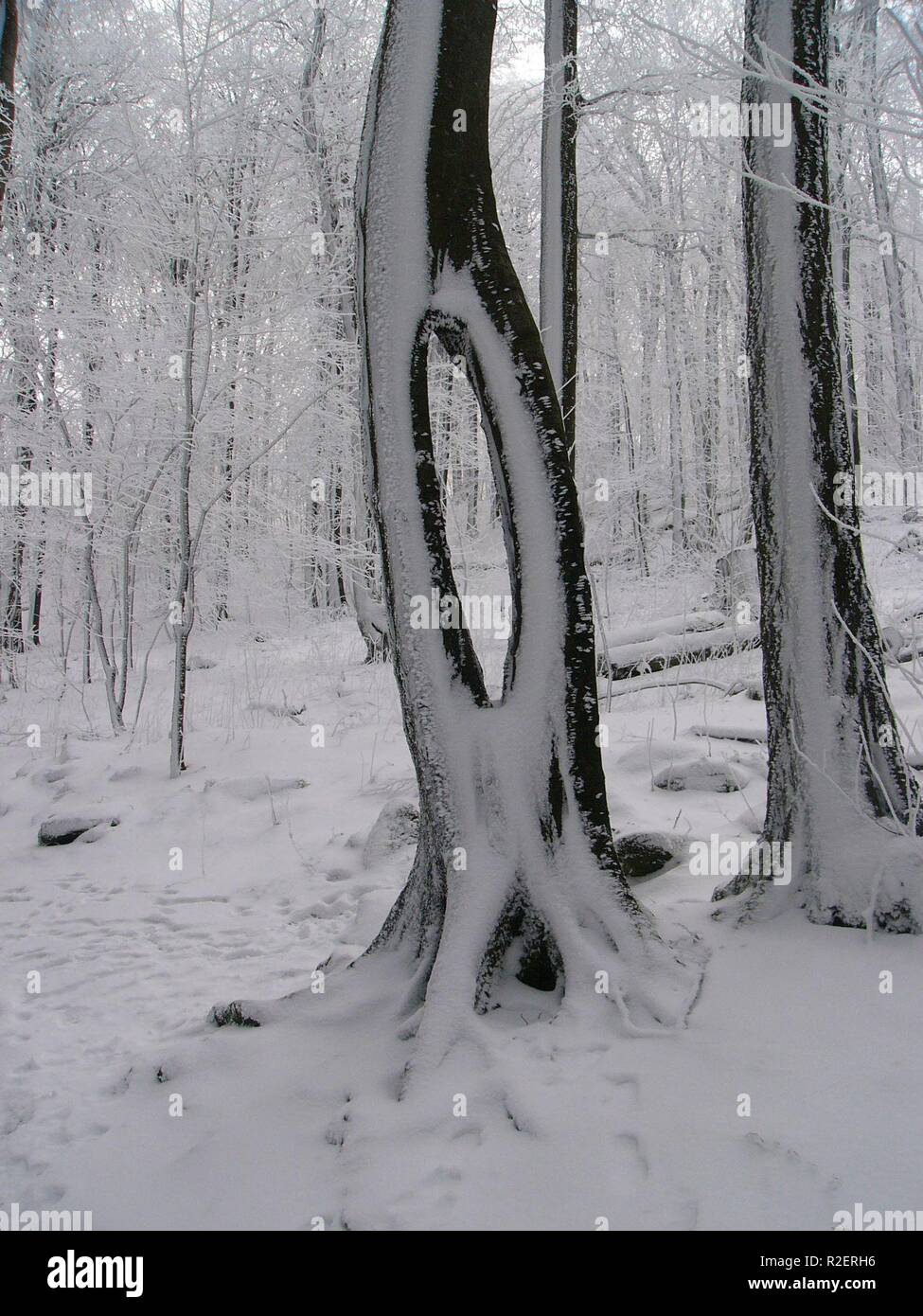 Bottleneck tree hi-res stock photography and images - Alamy