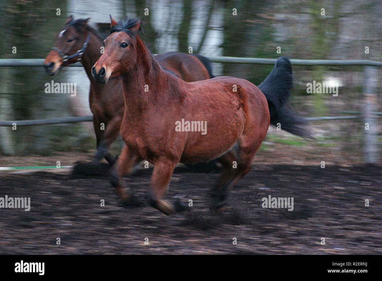 race or let off steam Stock Photo - Alamy