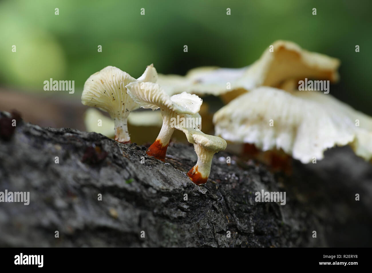 Red and white mushrooms hi-res stock photography and images - Alamy
