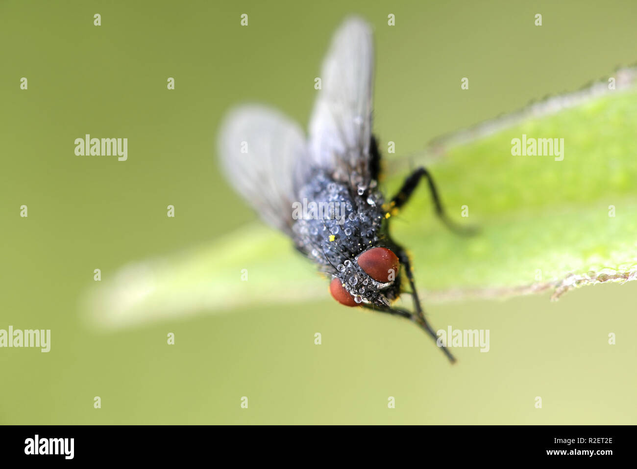 Blow fly, Calliphora sp Stock Photo - Alamy