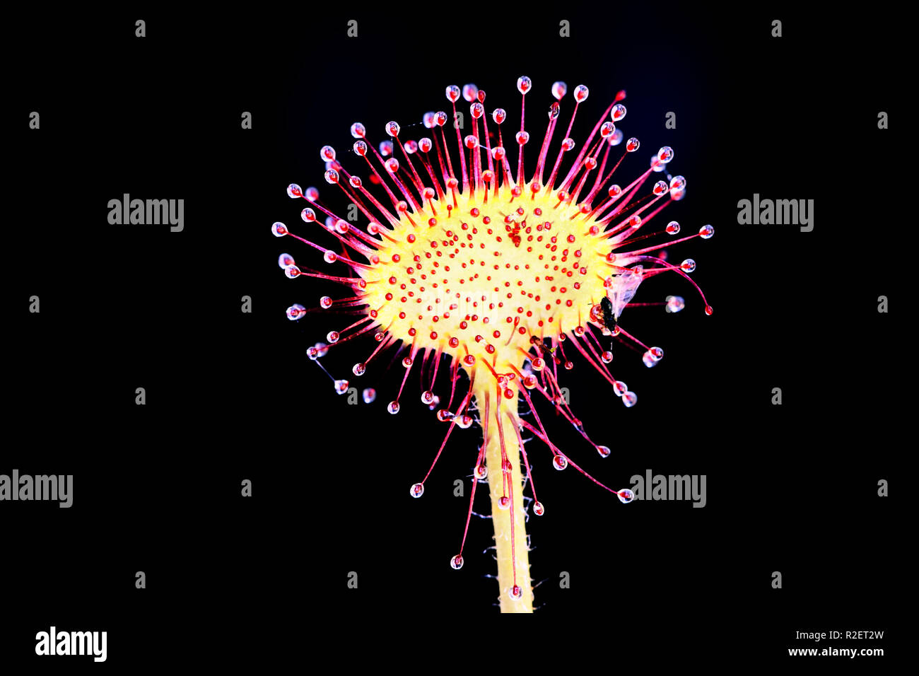 Strange plant hi-res stock photography and images - Alamy