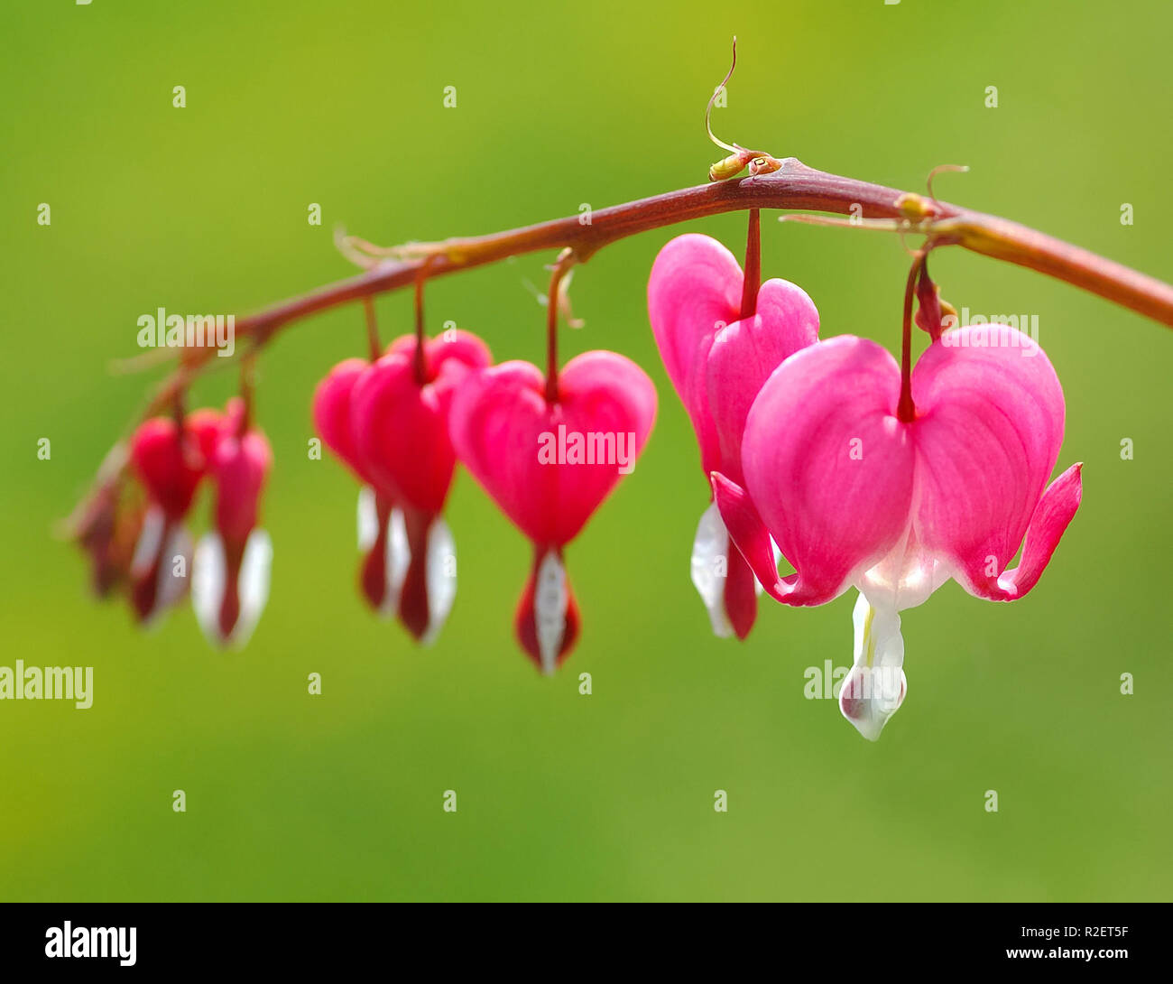 Tra nende herzen hi-res stock photography and images - Alamy