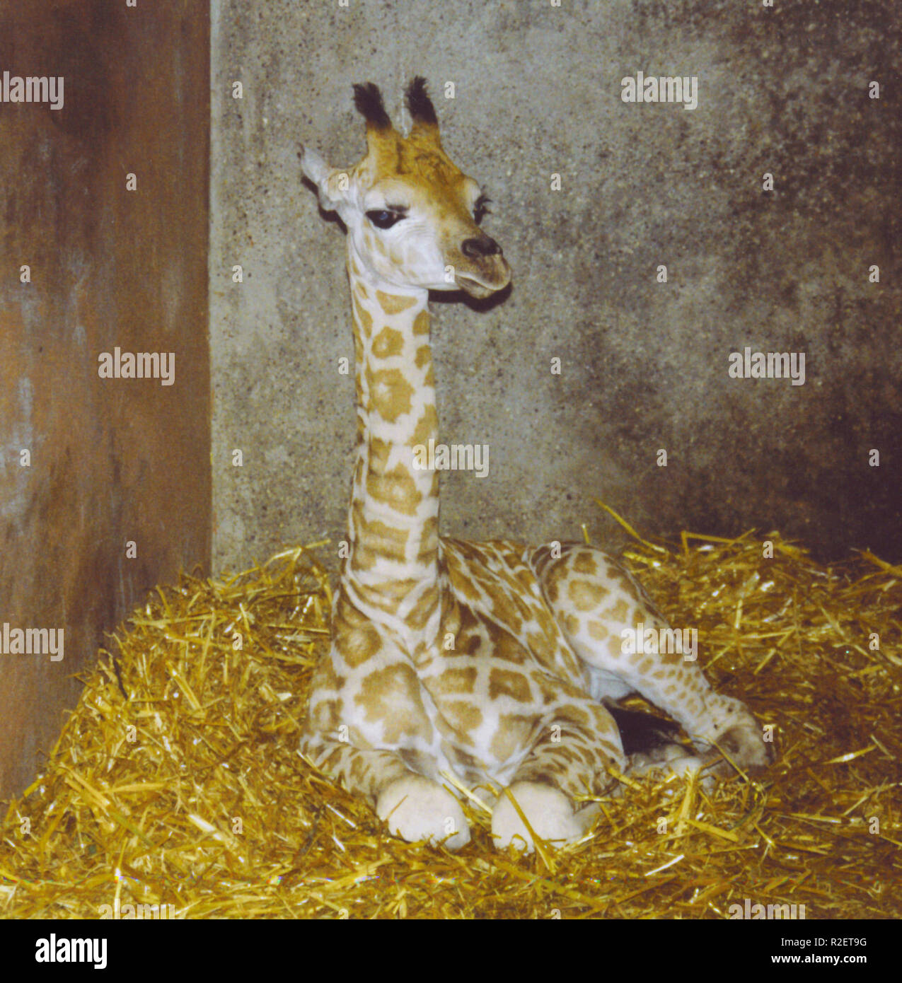 good morning - get up Stock Photo - Alamy