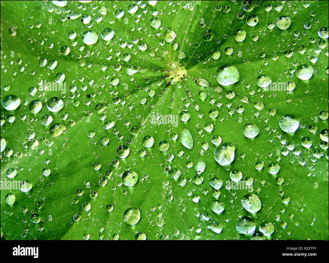 Waterdrops at sheet hi-res stock photography and images - Alamy