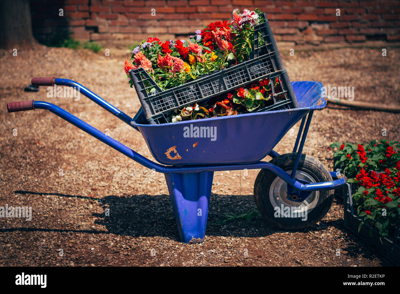 Wheelbarrow used to transport flower and other materials Stock Photo ...