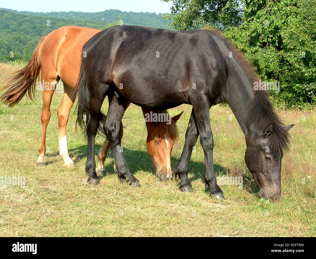 Kruppe hi-res stock photography and images - Alamy