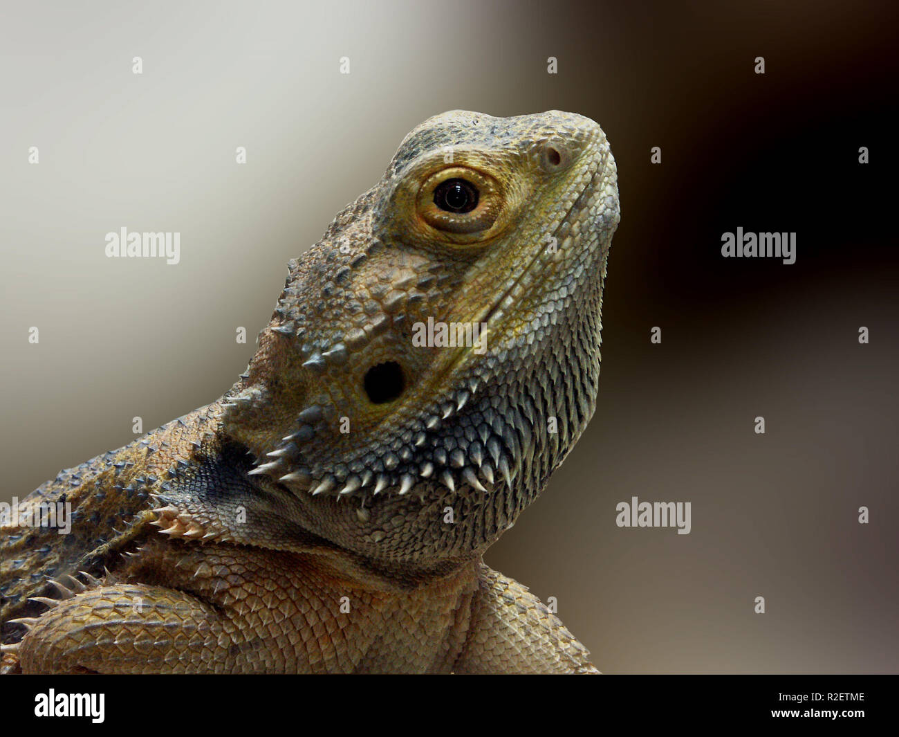 Kinnfalte hi-res stock photography and images - Alamy