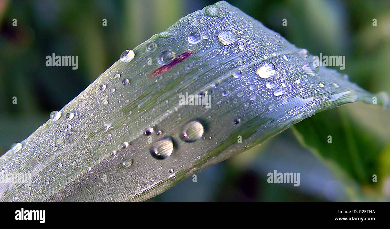 Teardrops macro hi-res stock photography and images - Alamy