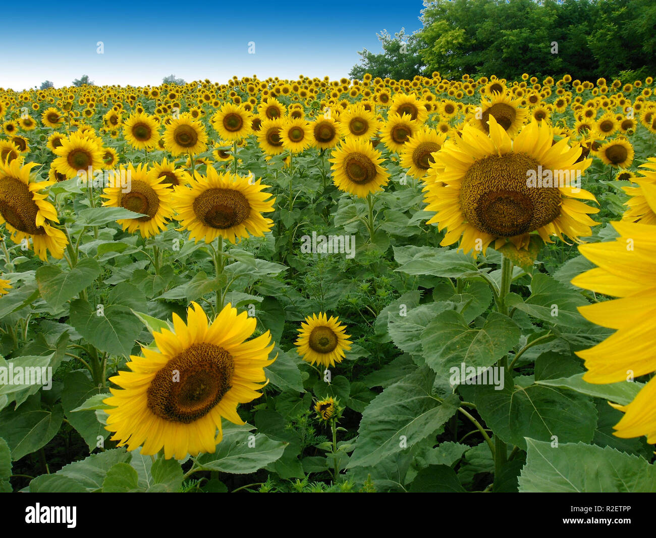 Pusta hi-res stock photography and images - Alamy