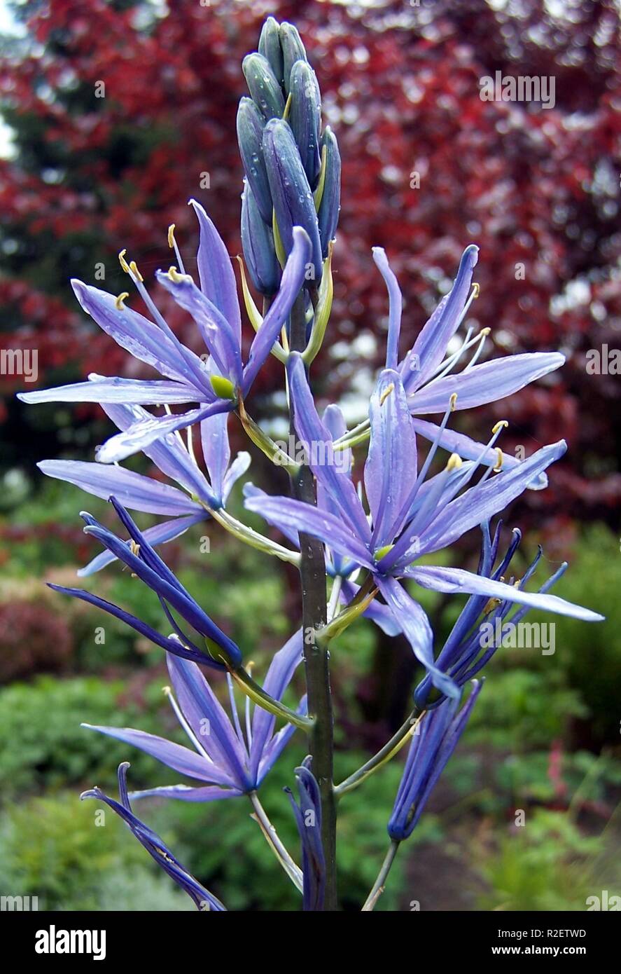 Blue umbel hi-res stock photography and images - Alamy