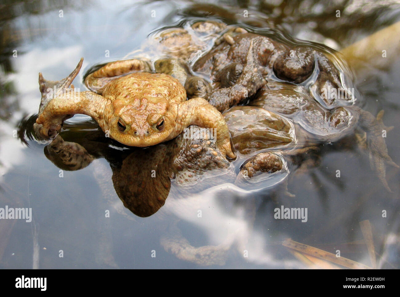 Jabba The Hutt Eating Frogs
