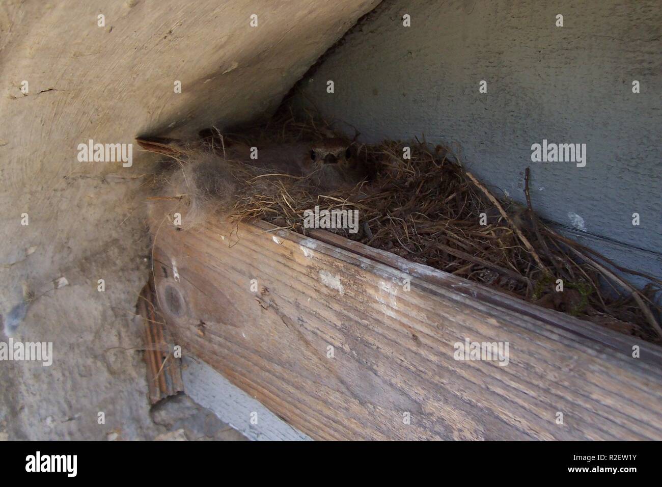 Sparrow bird nest hi-res stock photography and images - Alamy