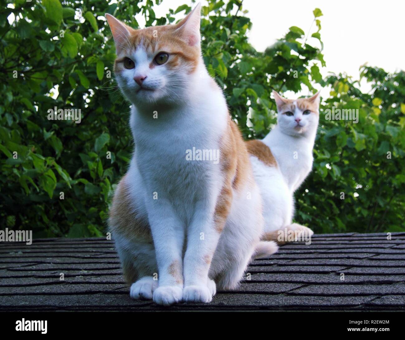 mini and maxi Stock Photo - Alamy