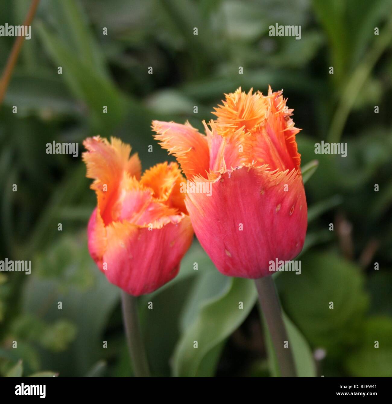 Jagged tulip hi-res stock photography and images - Alamy