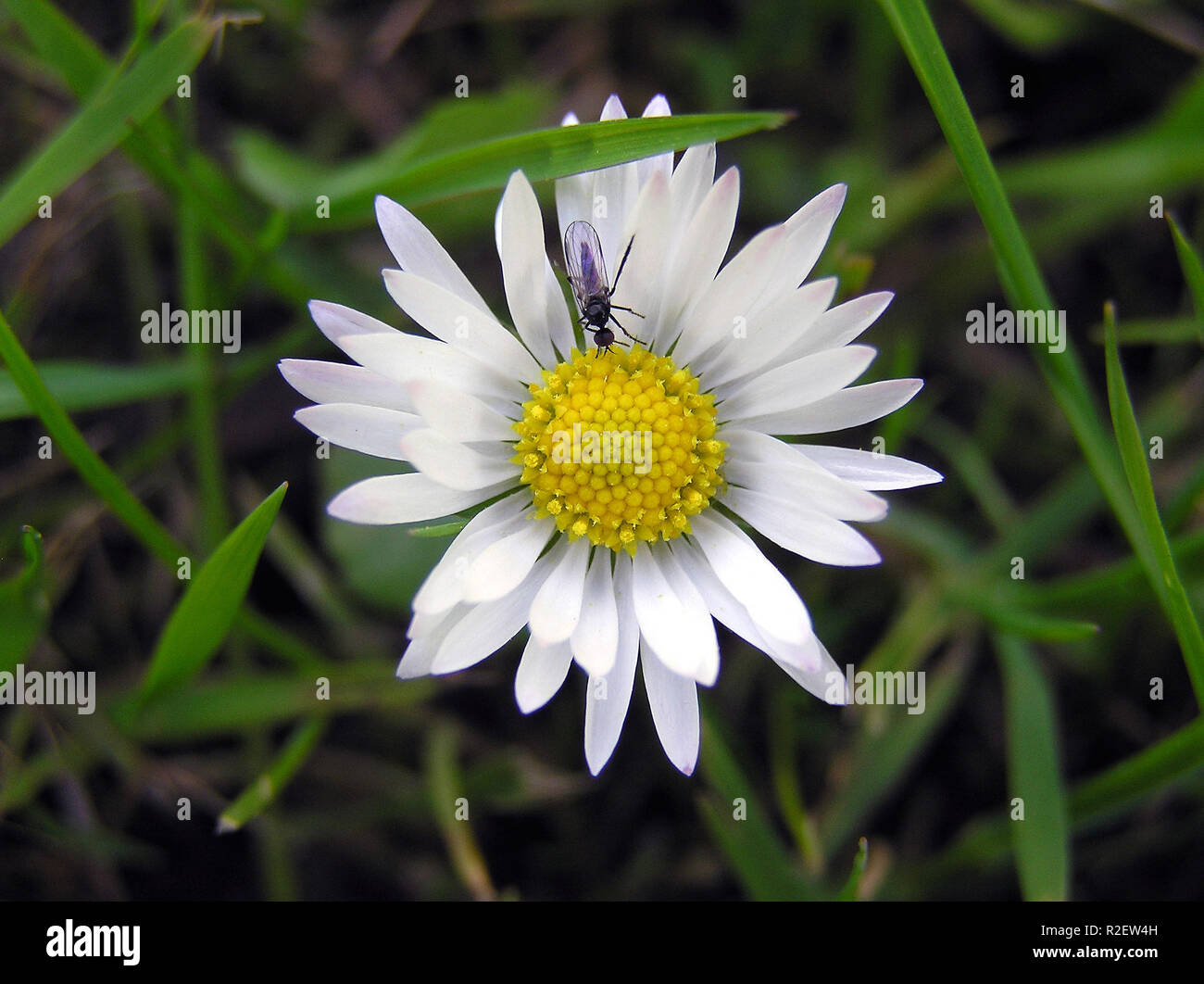 daisy with guest Stock Photo - Alamy