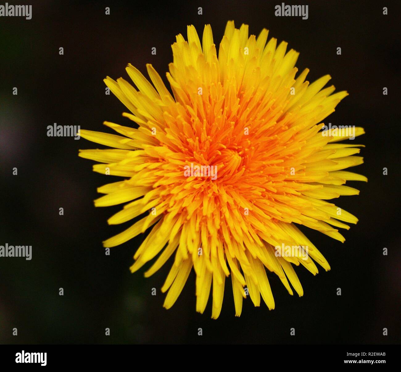 the color yellow Stock Photo - Alamy