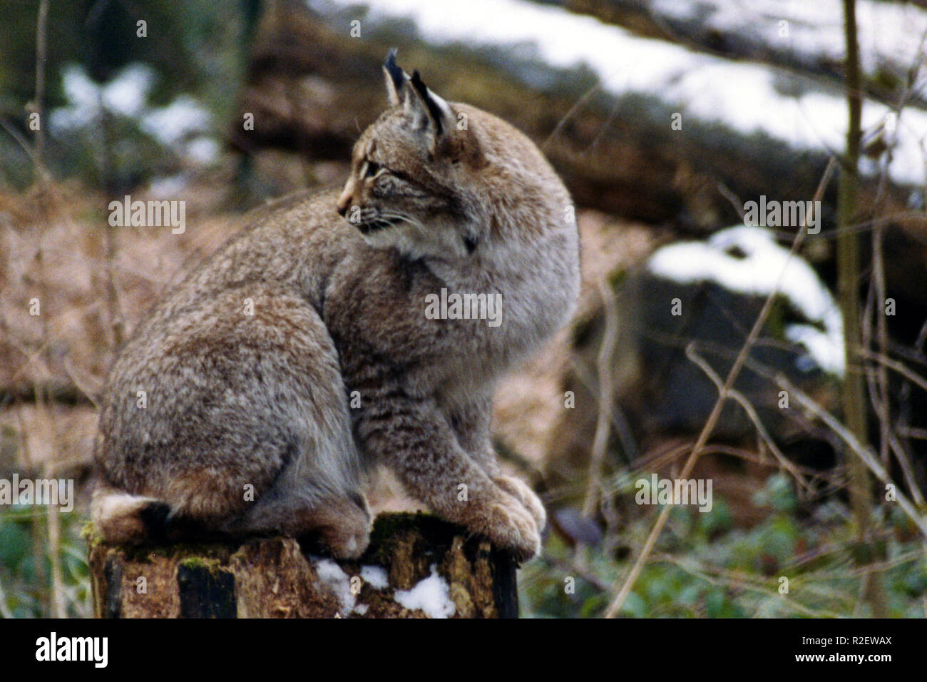 German forest and lynx hi-res stock photography and images - Alamy