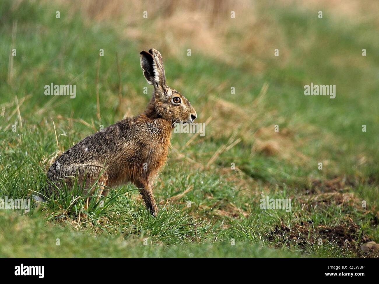 Wet hare hi-res stock photography and images - Alamy
