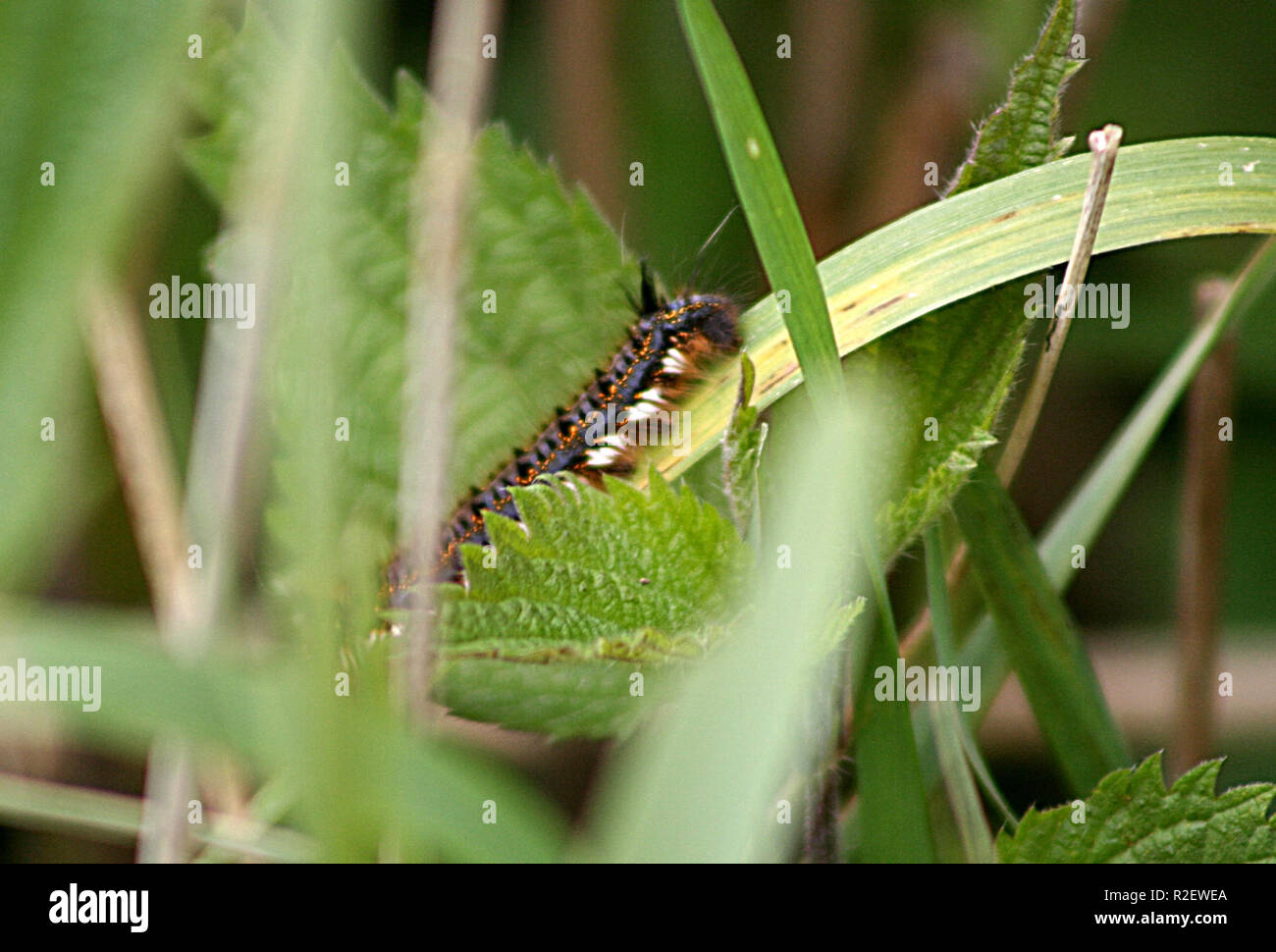 Caterpillar conservation hi-res stock photography and images - Alamy