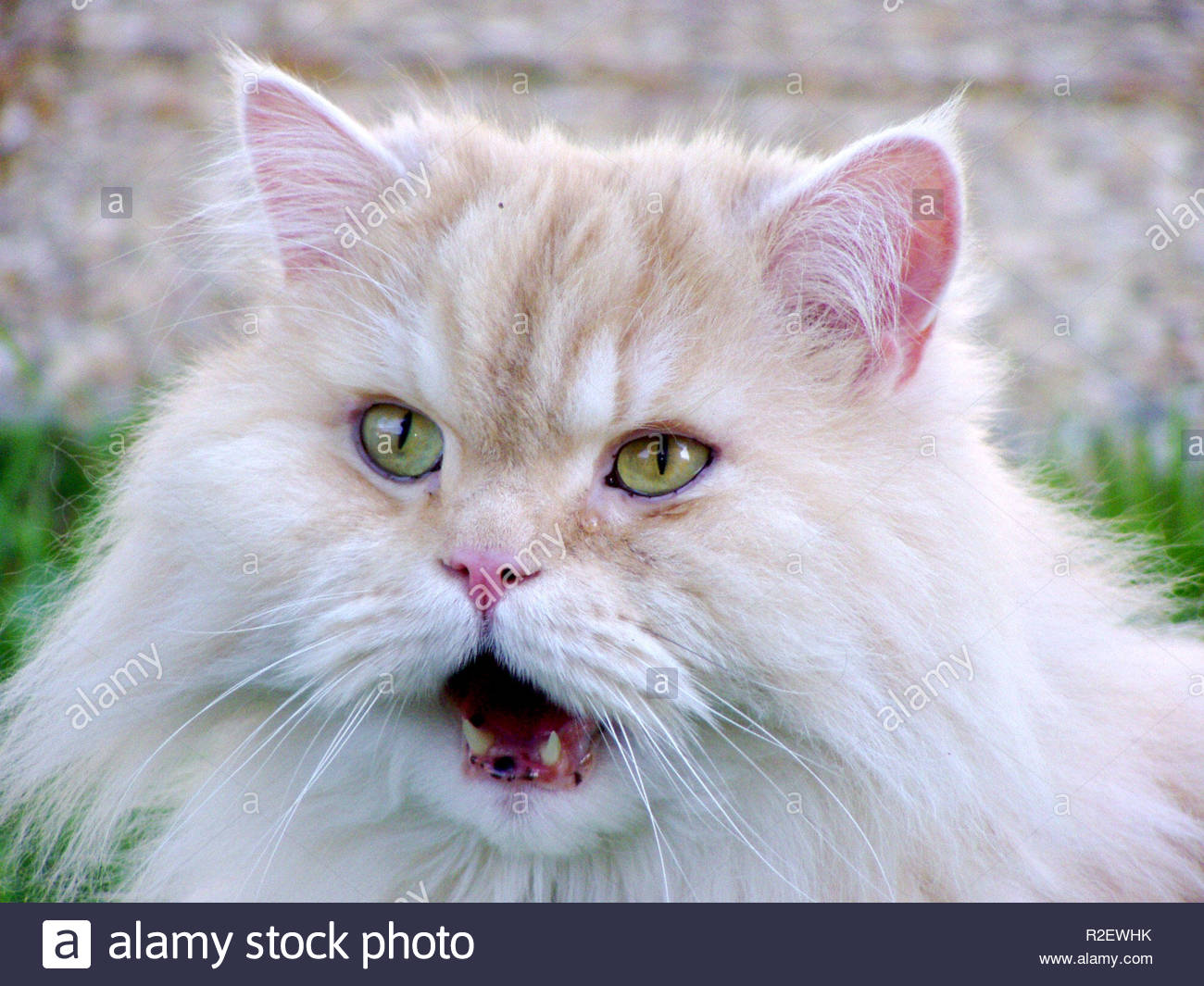 Perserkatze Stock Photos & Perserkatze Stock Images - Alamy