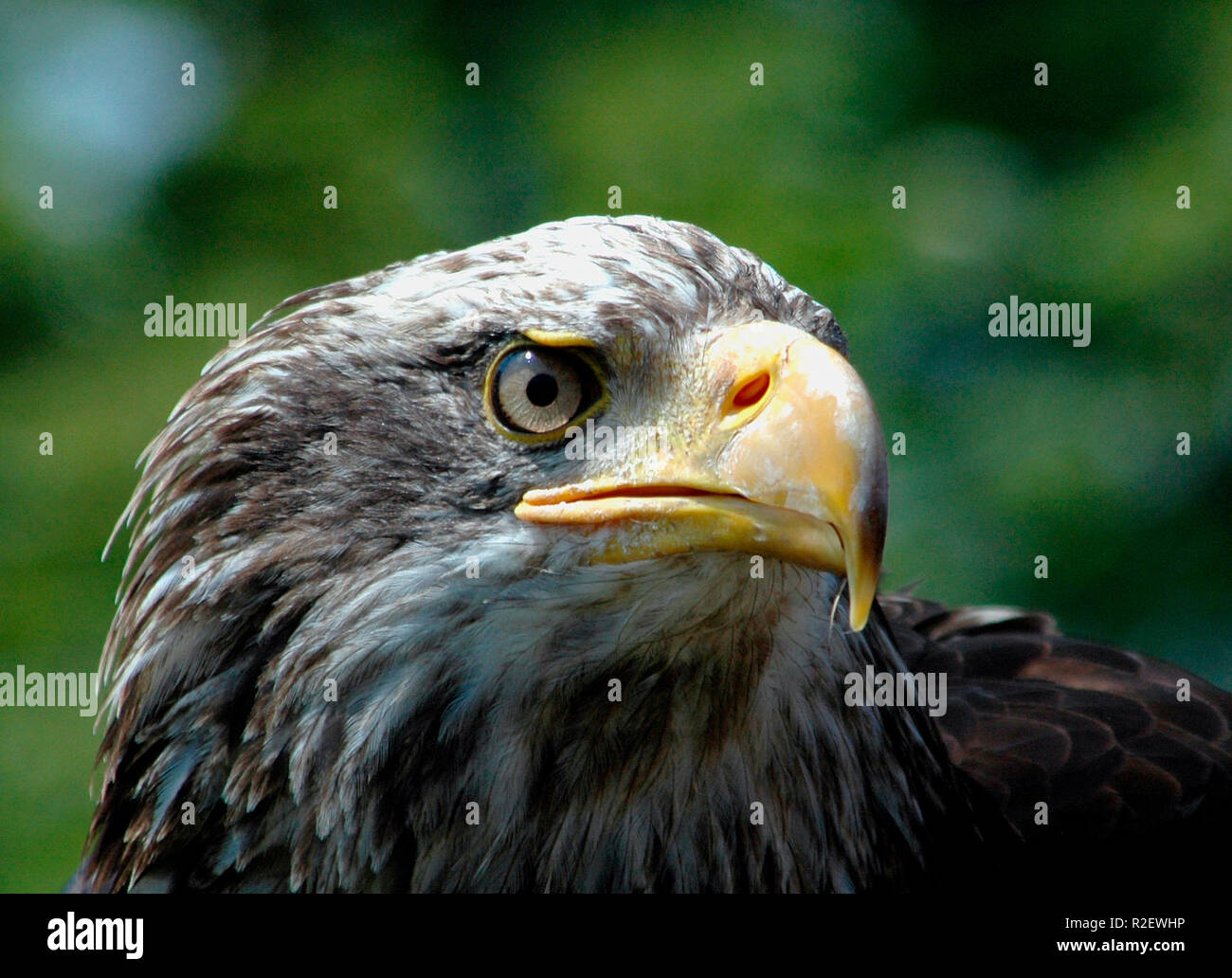 my 1 adler Stock Photo - Alamy