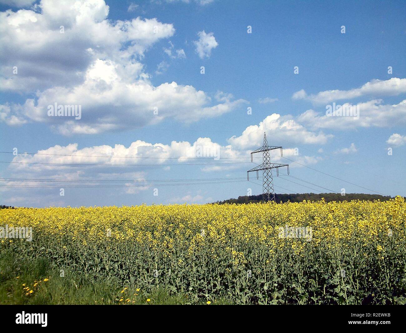 Blue coleseed energy hi-res stock photography and images - Alamy