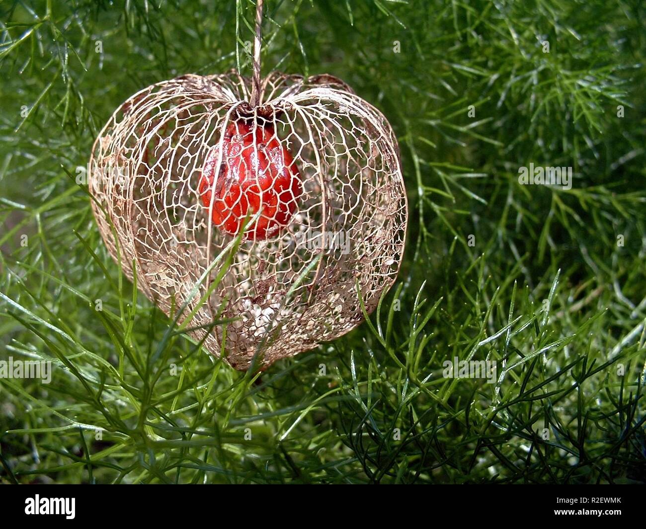 Judenkirsche hi-res stock photography and images - Alamy