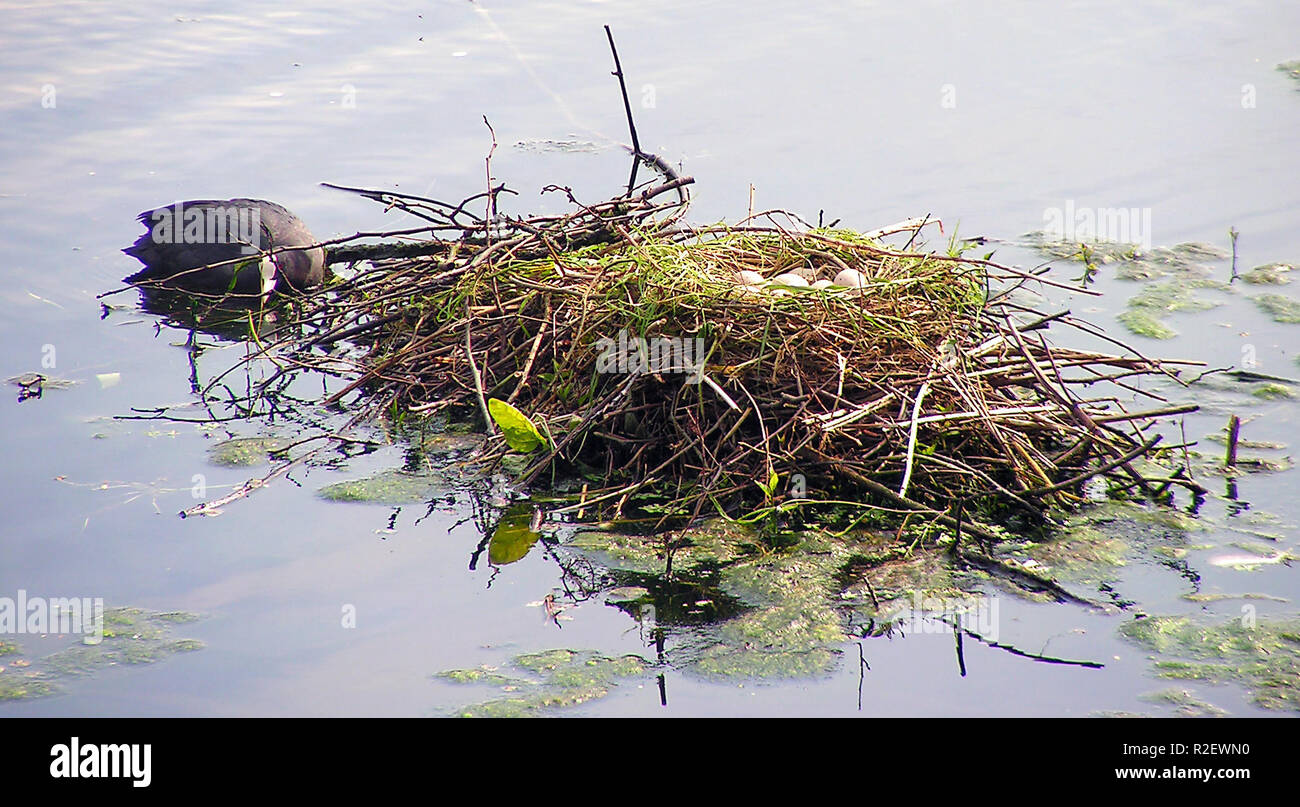 Full clutch hi-res stock photography and images - Alamy