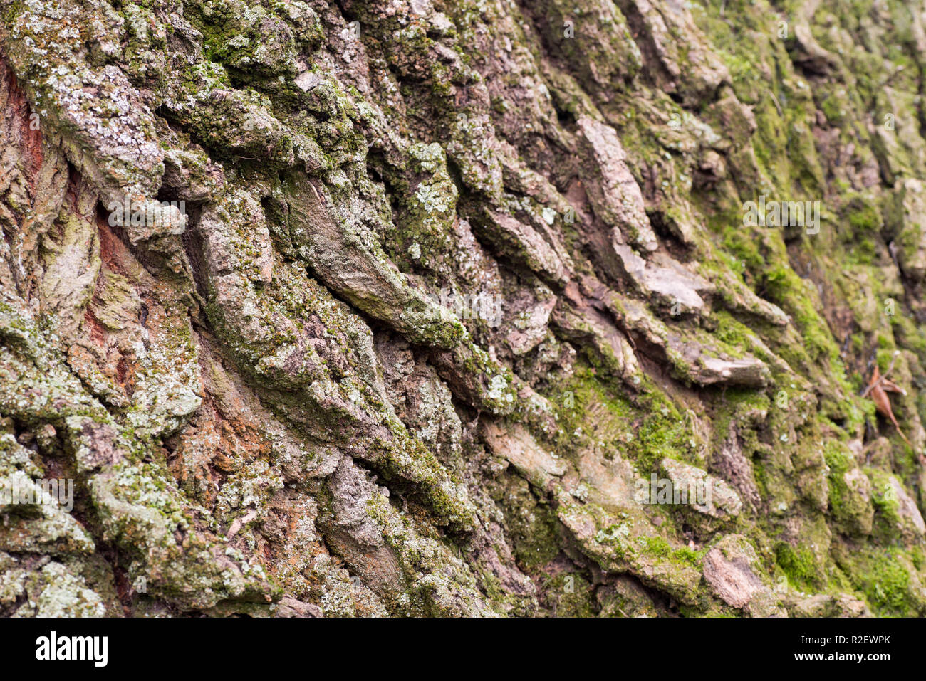 Poplar tree bark hi-res stock photography and images - Alamy