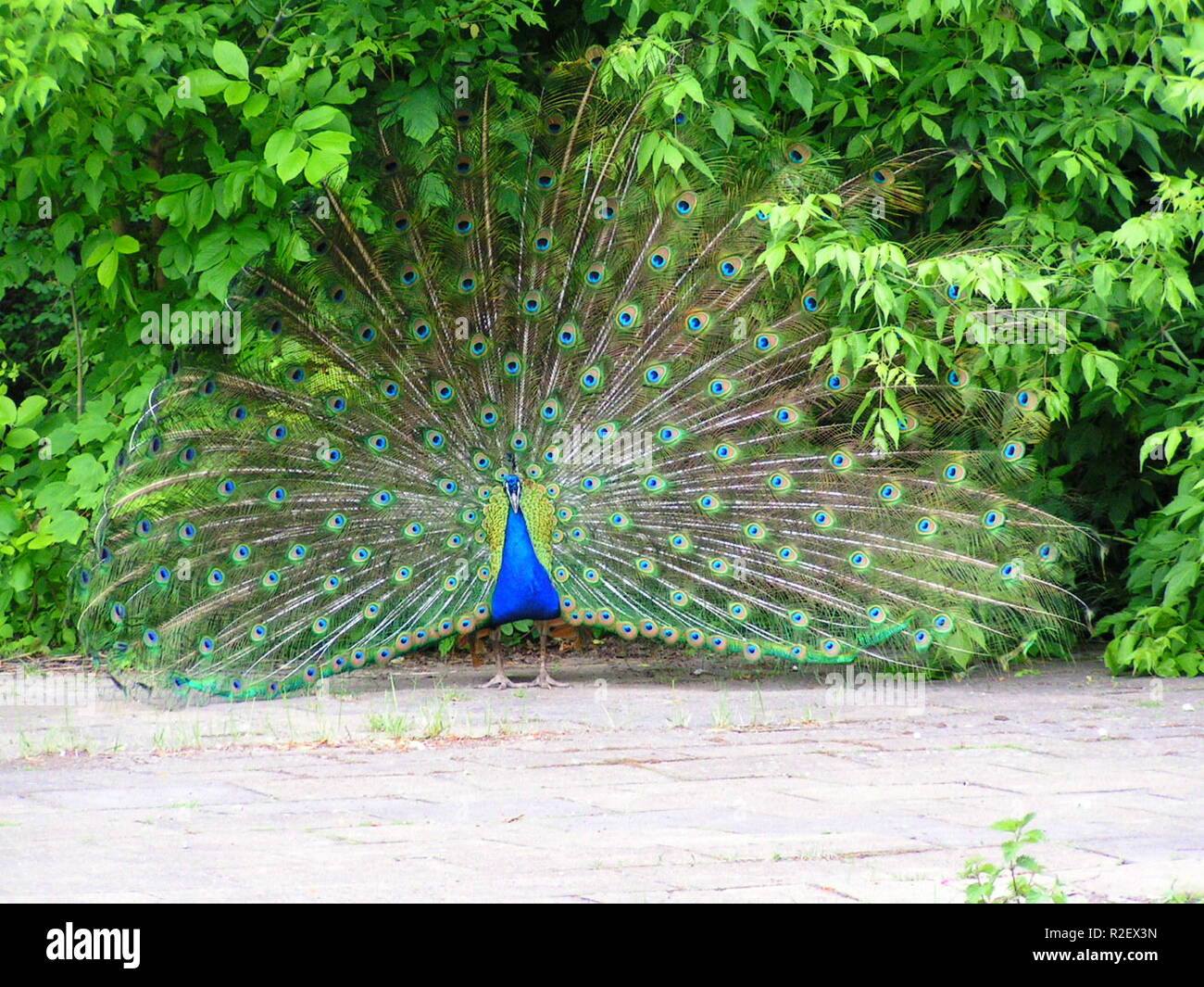 Peacock flies hi-res stock photography and images - Alamy