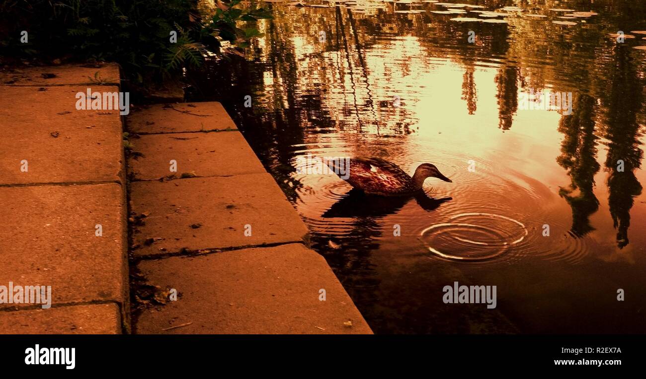 we are going to marry Stock Photo - Alamy