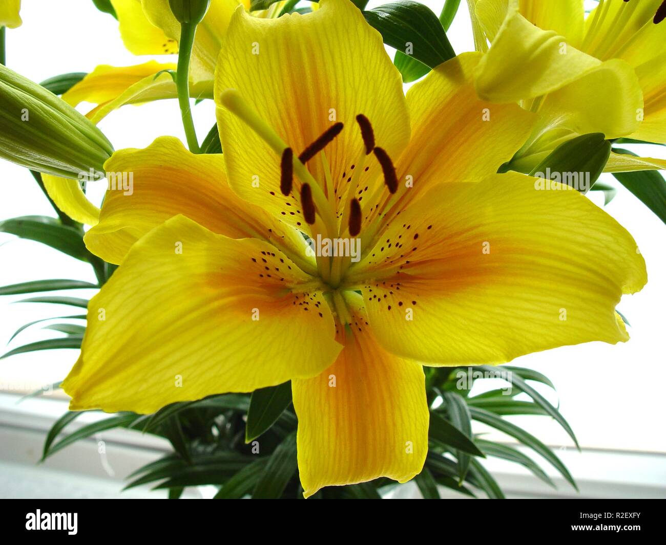 yellow lily 3 Stock Photo - Alamy