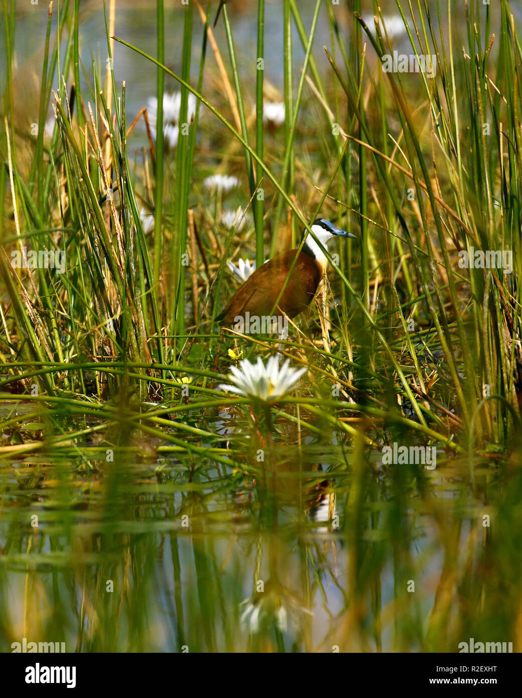 Lily trotter hi-res stock photography and images - Alamy
