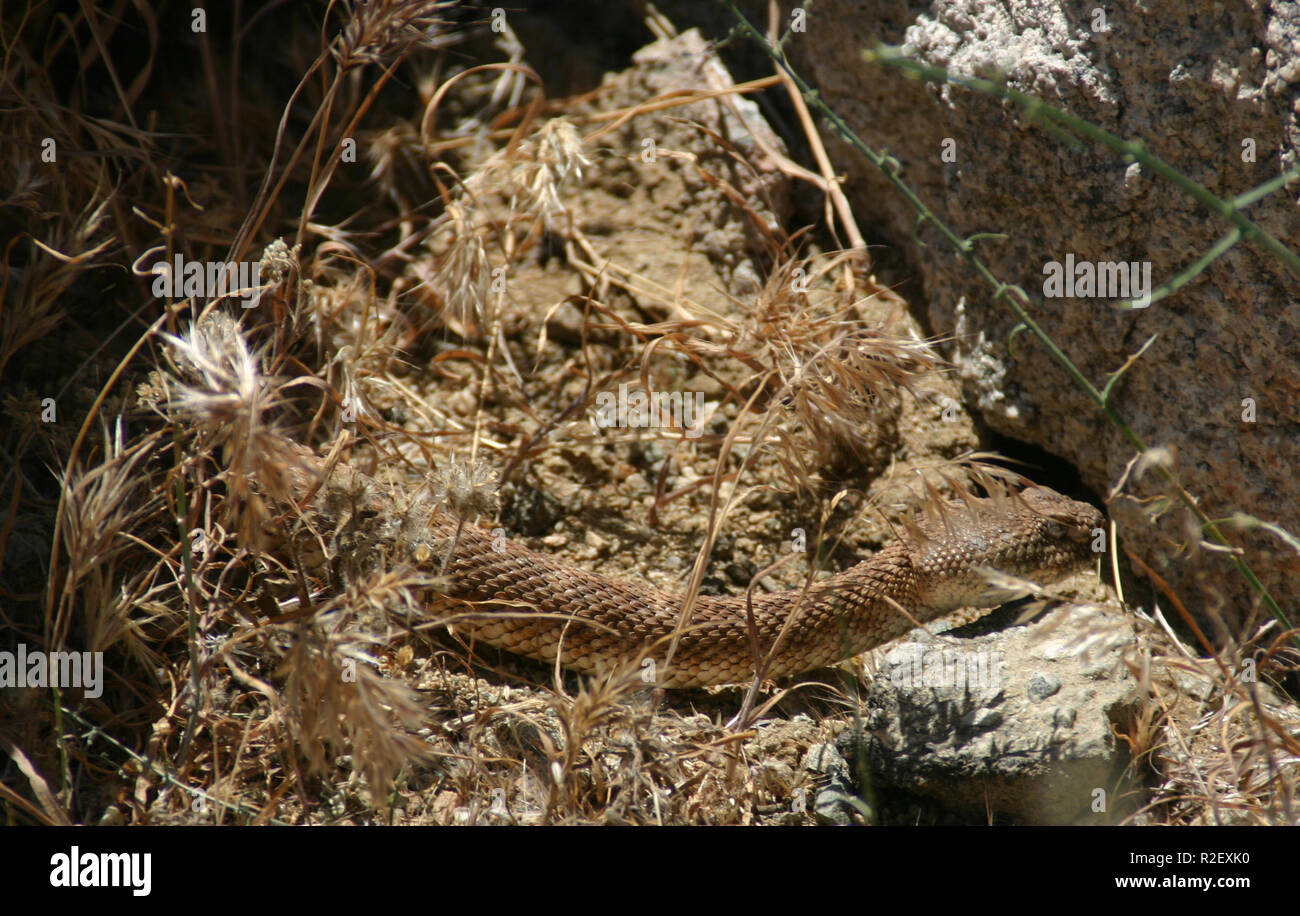 Light brown snake hi-res stock photography and images - Alamy