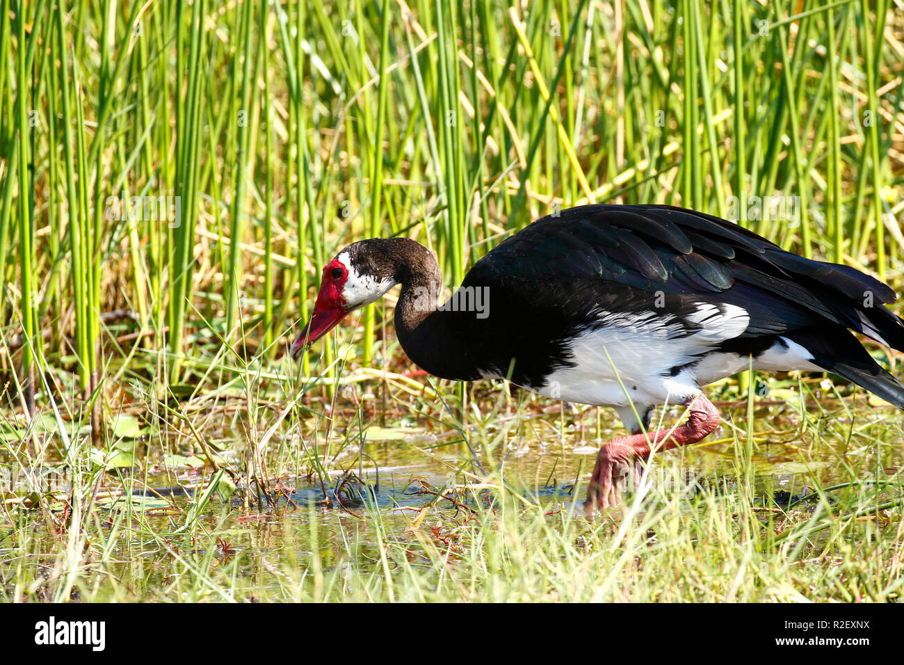 Spurwing goose hi-res stock photography and images - Alamy