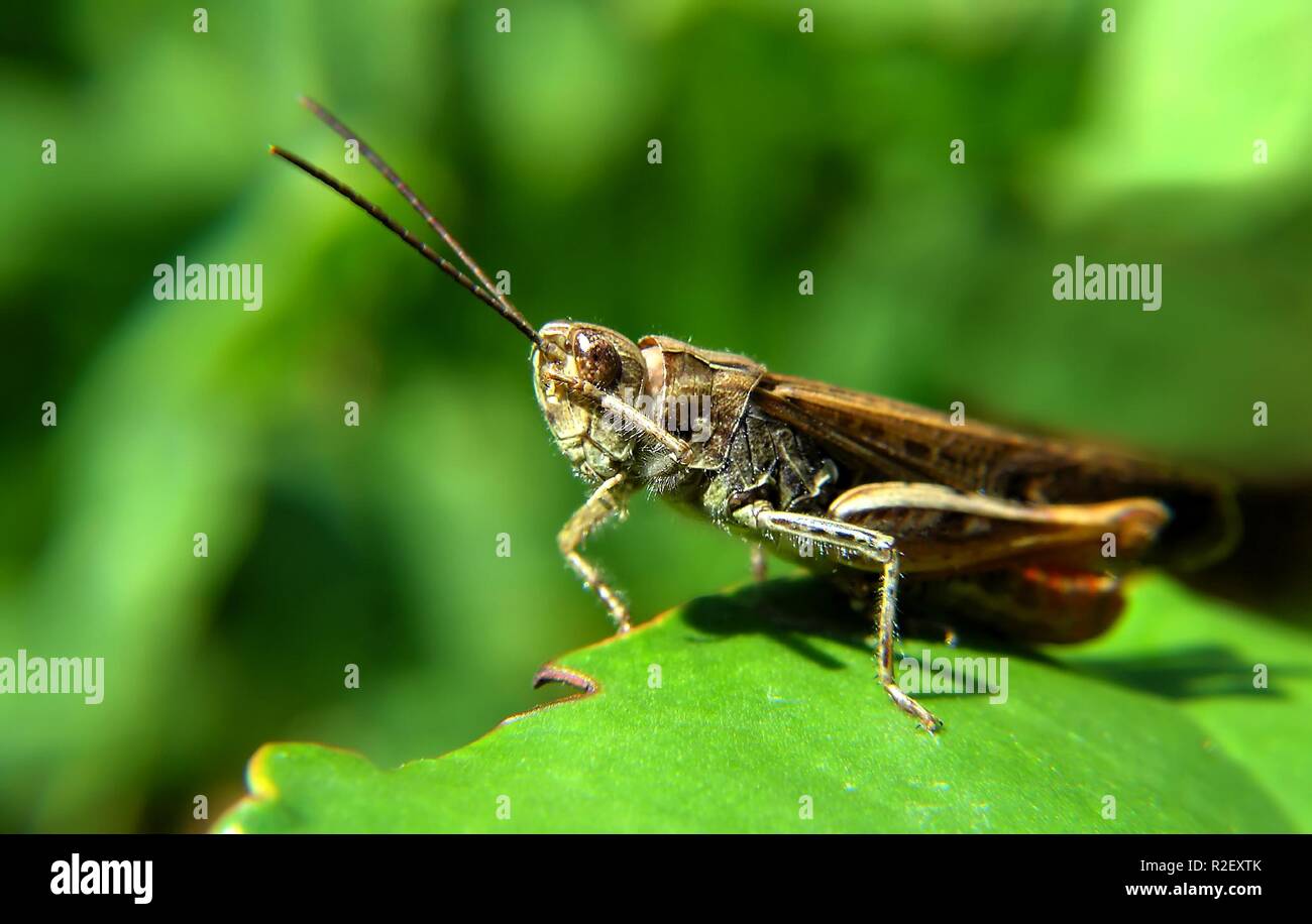 Antenna flip grasshopper green insect hi-res stock photography and ...