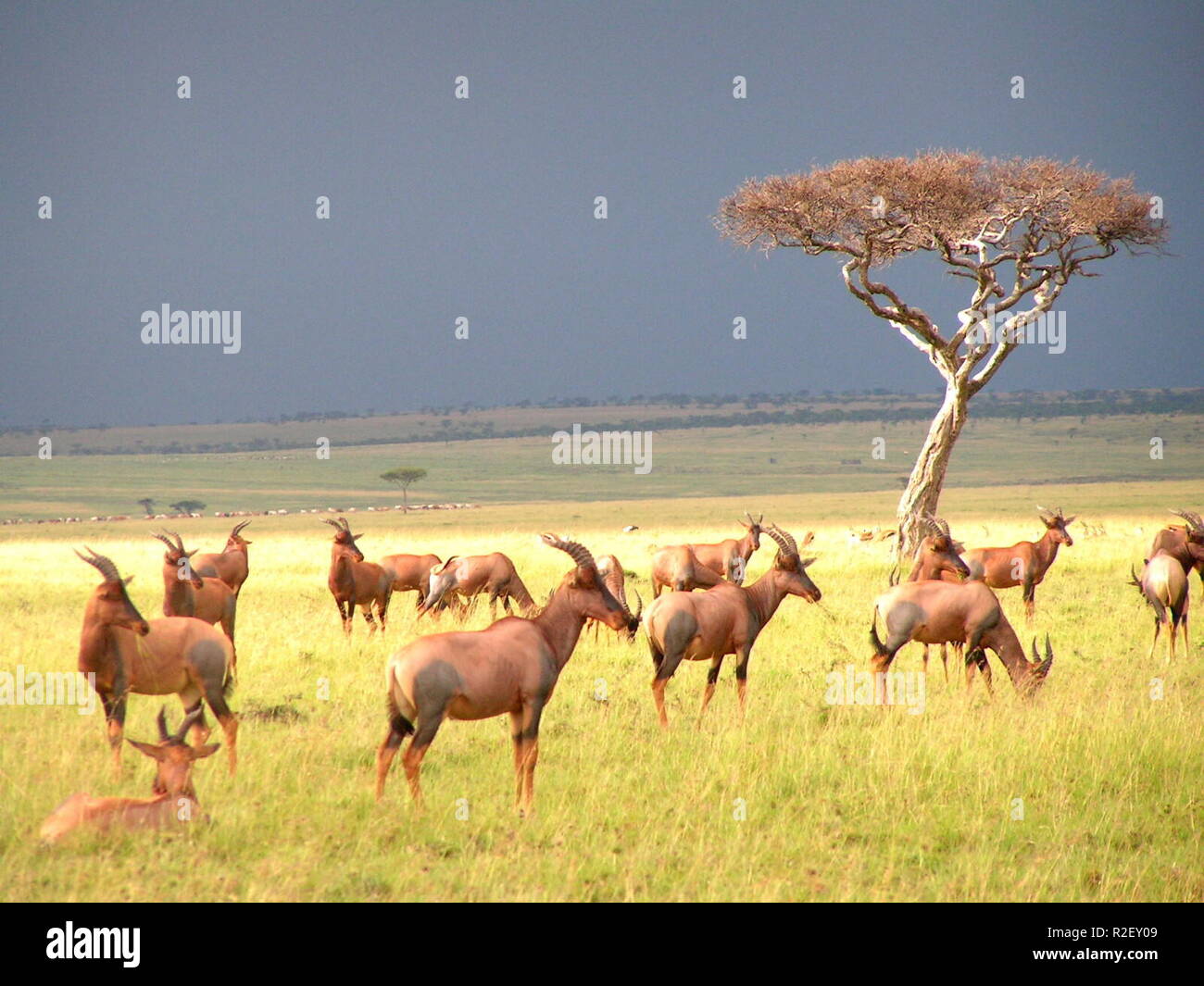 Tierherde hi-res stock photography and images - Alamy