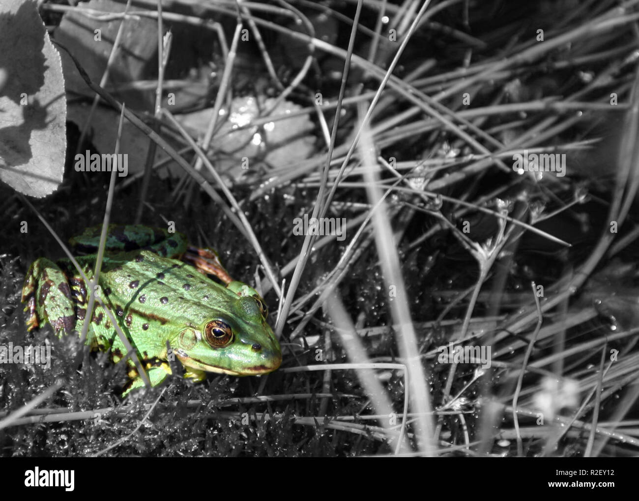 do not be a frog Stock Photo - Alamy