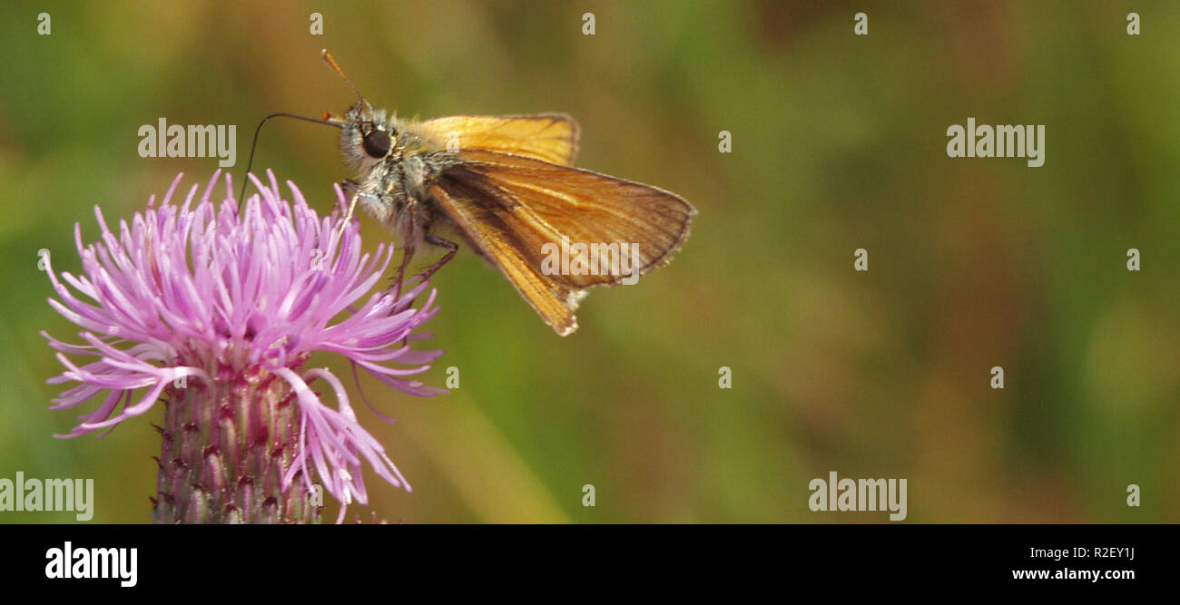 Moth juice hi-res stock photography and images - Alamy