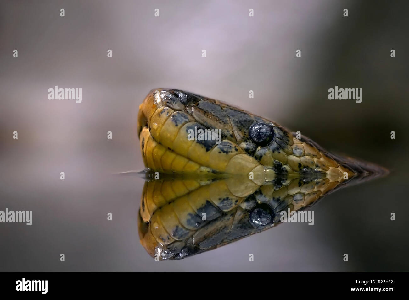 yellow anaconda [1] Stock Photo - Alamy