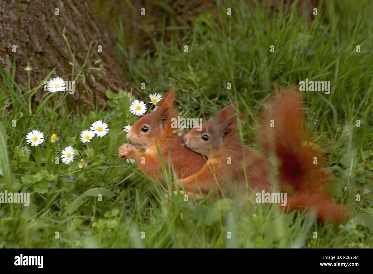 i love you sooo sweet Stock Photo - Alamy