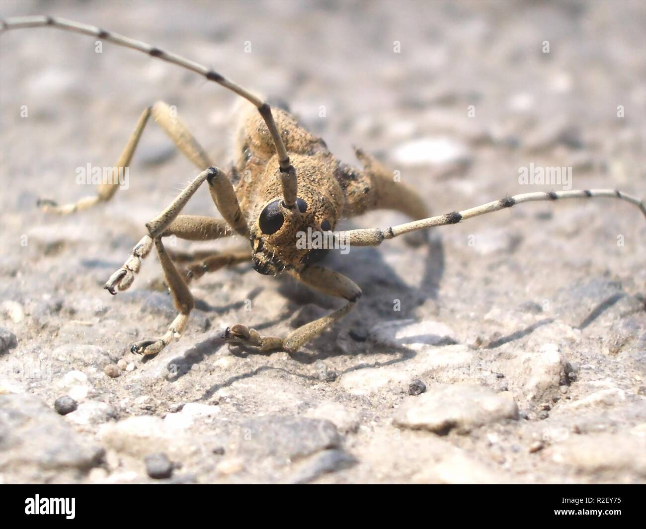 Insect cricket face hi-res stock photography and images - Alamy
