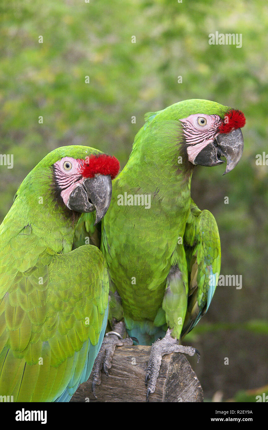 Parrot couple hi-res stock photography and images - Alamy