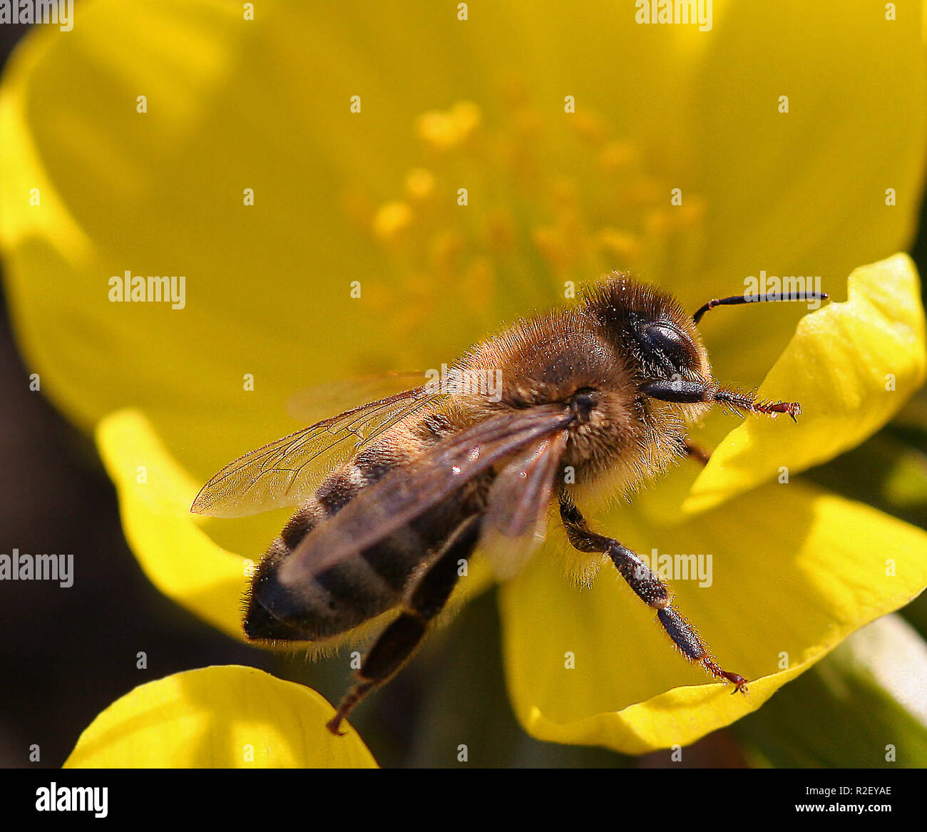 hardworking little bee Stock Photo - Alamy