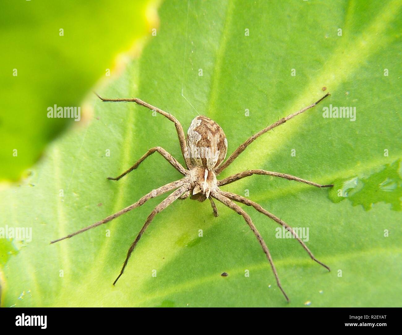 Raubspinne pisaura mirabilis hi-res stock photography and images - Alamy